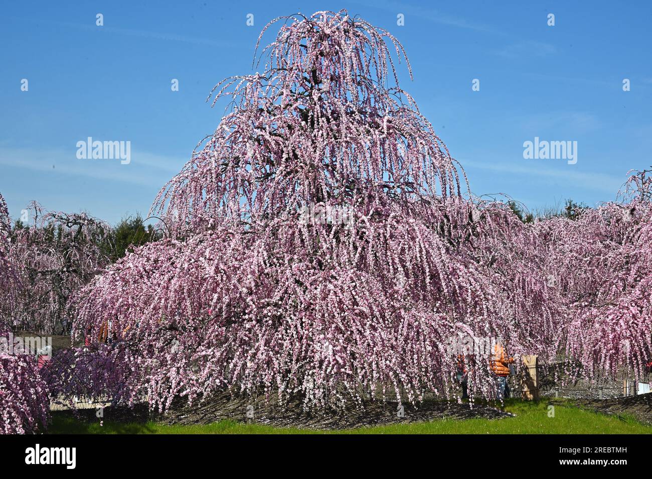 Plum grove hi-res stock photography and images - Alamy