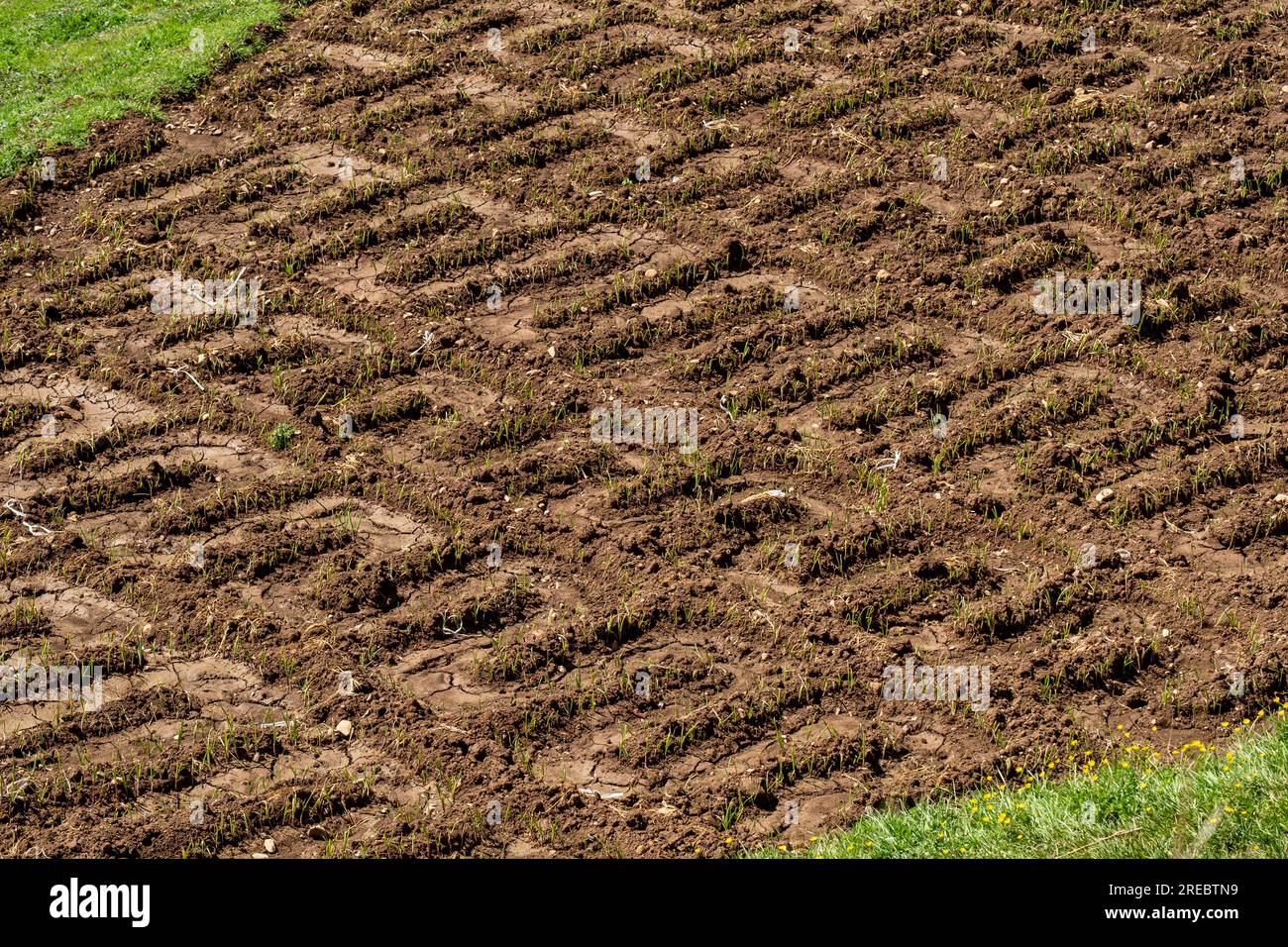 Ifran National Park, Middle Atlas, Morocco, Africa Stock Photo - Alamy