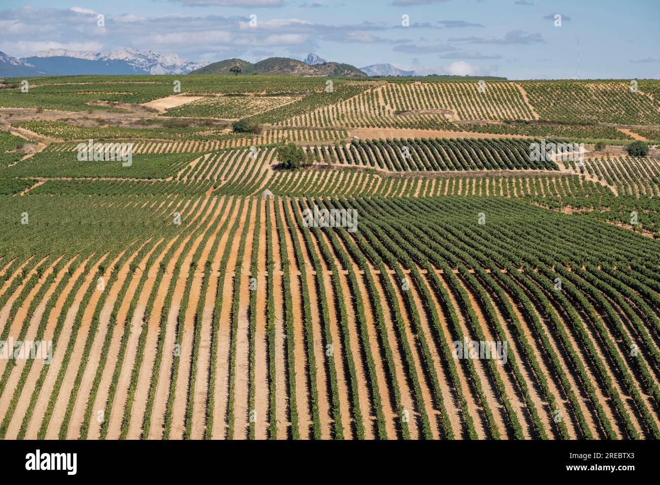 Valle de la uva del vino hi-res stock photography and images - Alamy