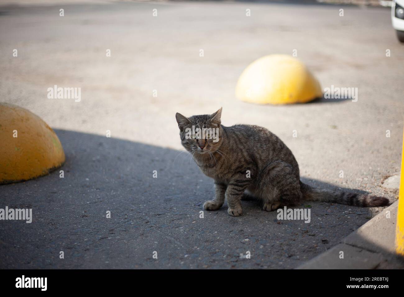 Cat walking asphalt street hi-res stock photography and images - Alamy