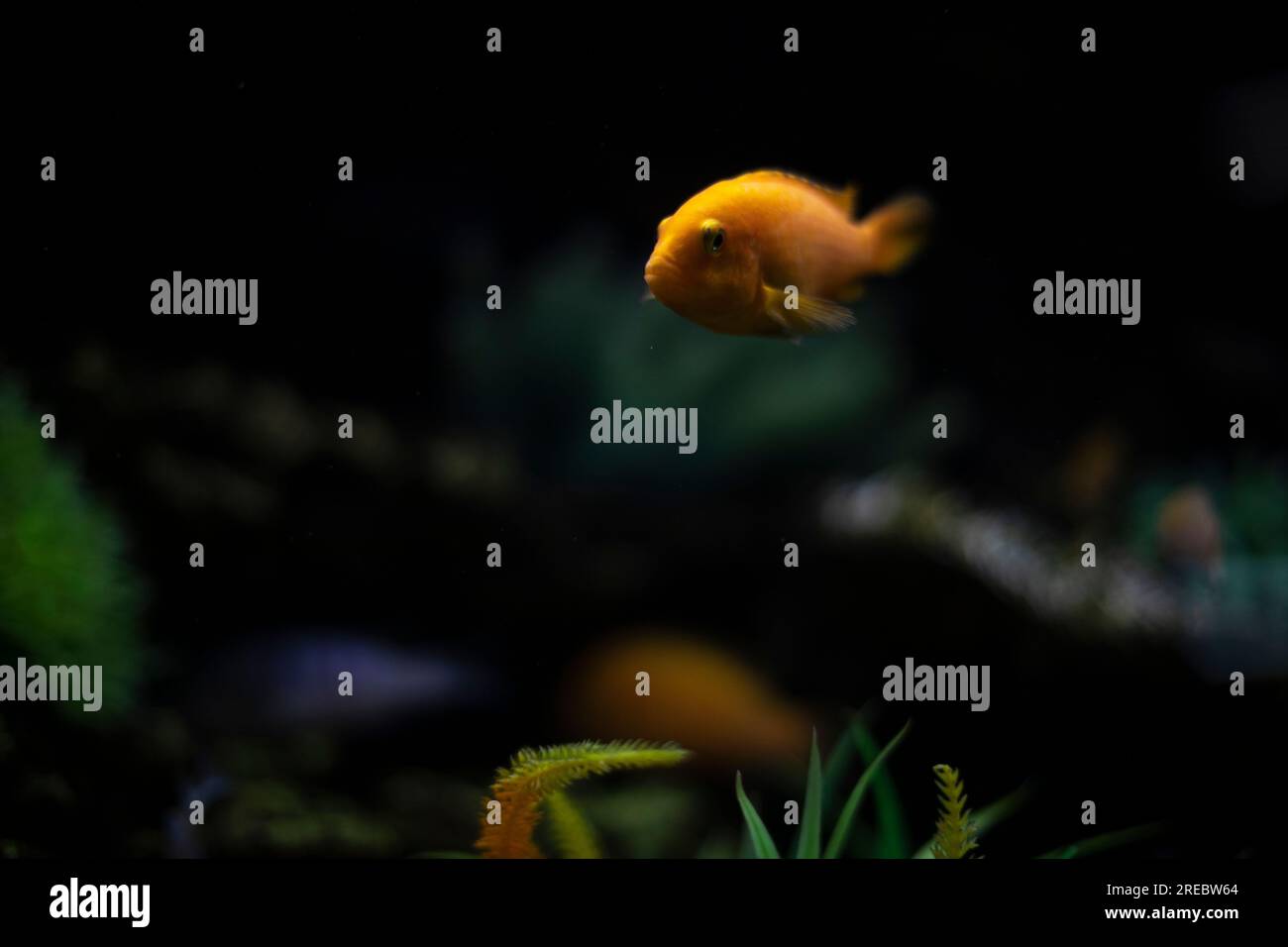 Fish in aquarium. Water world. Fish swim in water. Details of life in ...