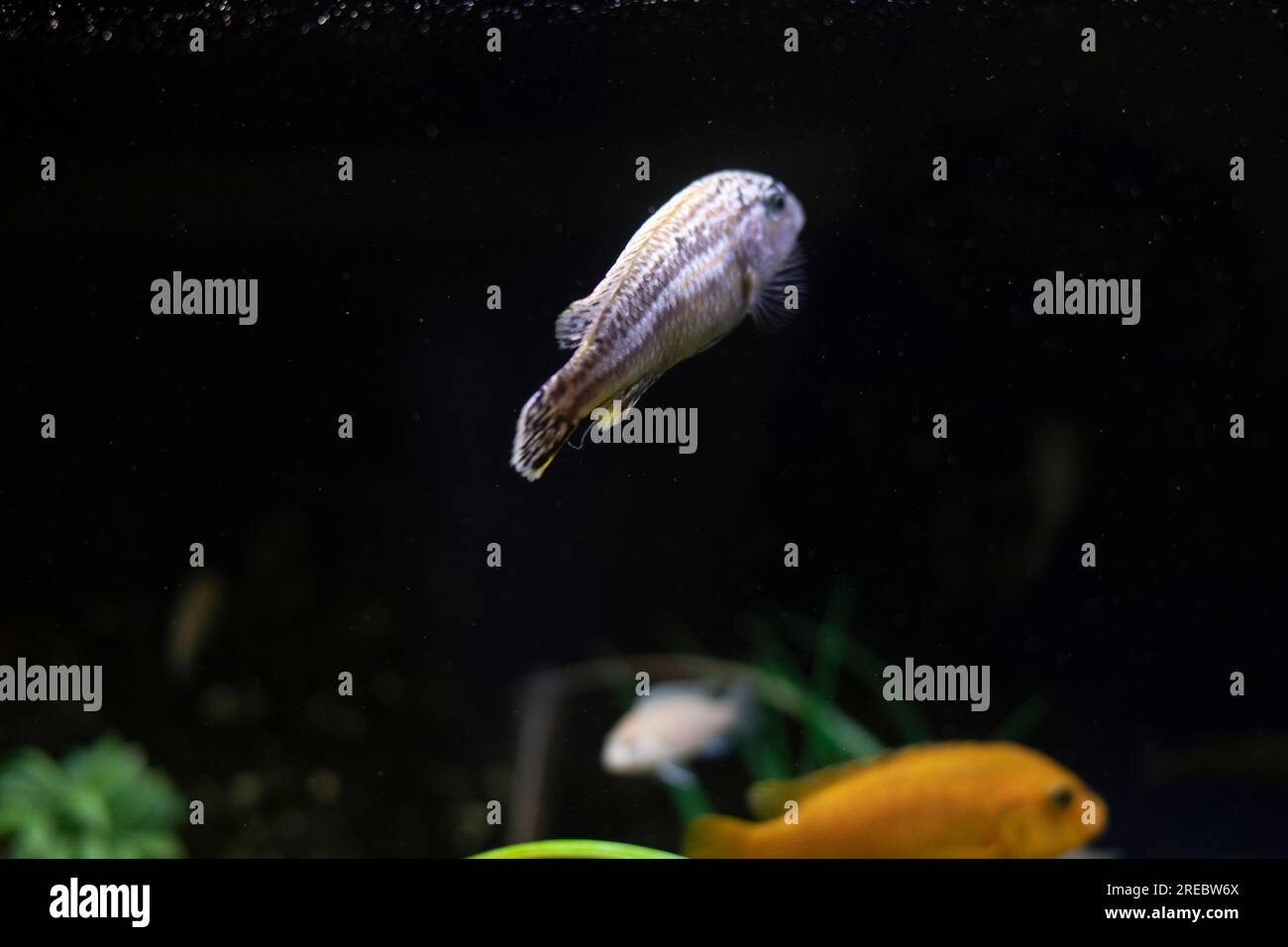 Fish in water. At bottom of sea. Flora and fauna in aquarium. Pets swim ...