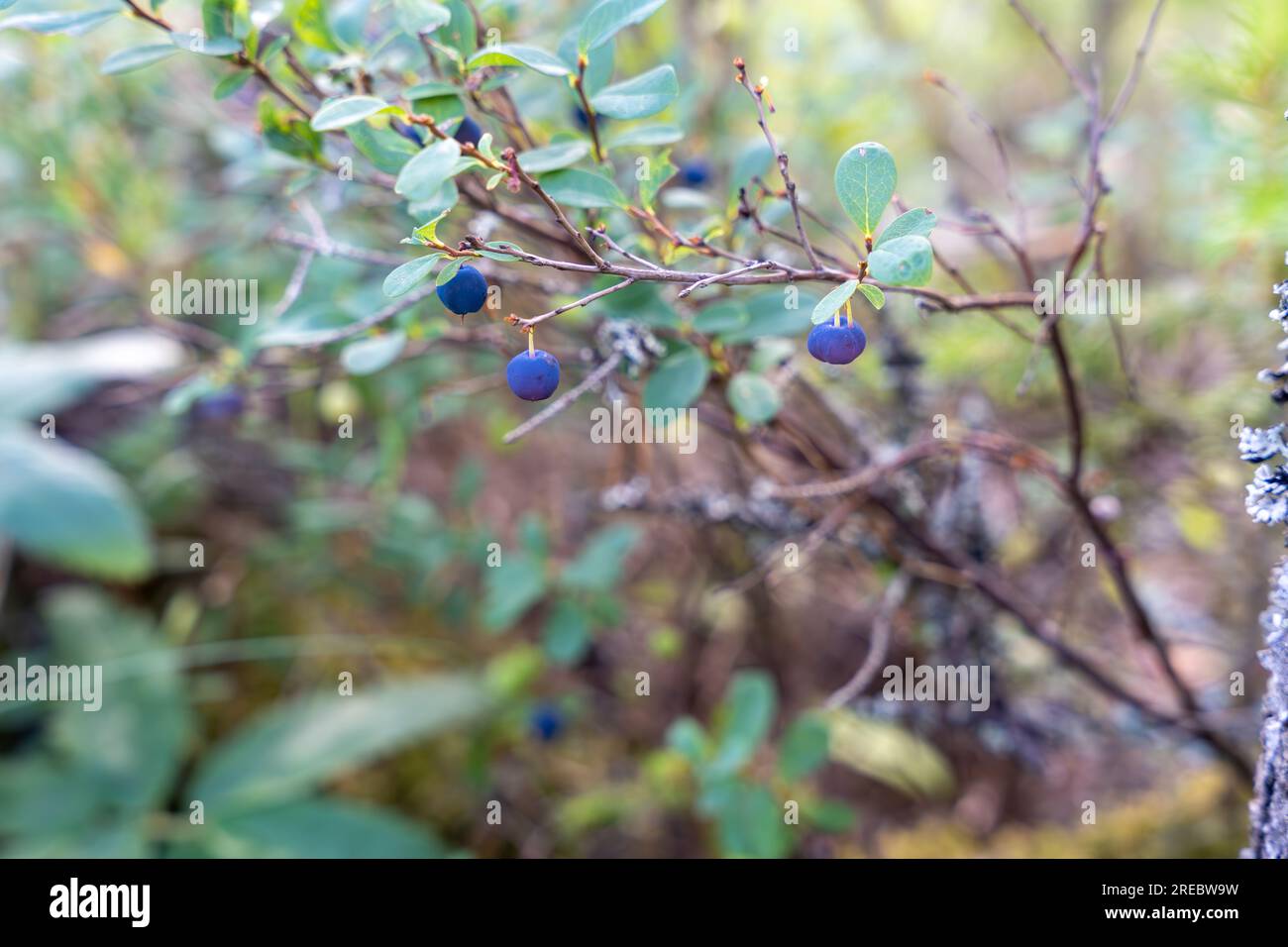 Wild blueberry bog shrub hi-res stock photography and images - Alamy
