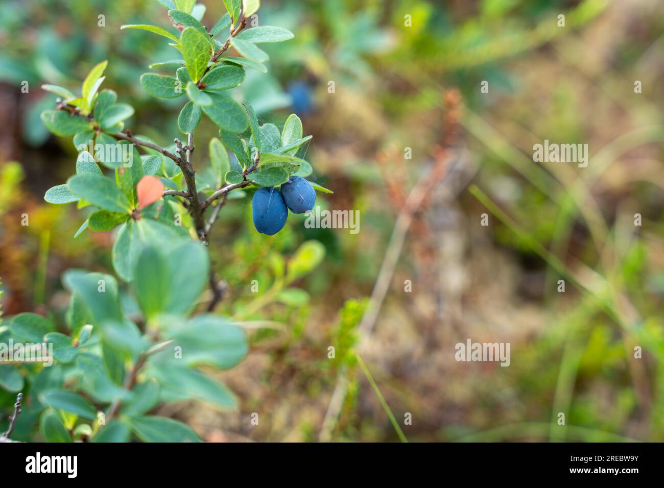 Blueberries in forest hi-res stock photography and images - Alamy