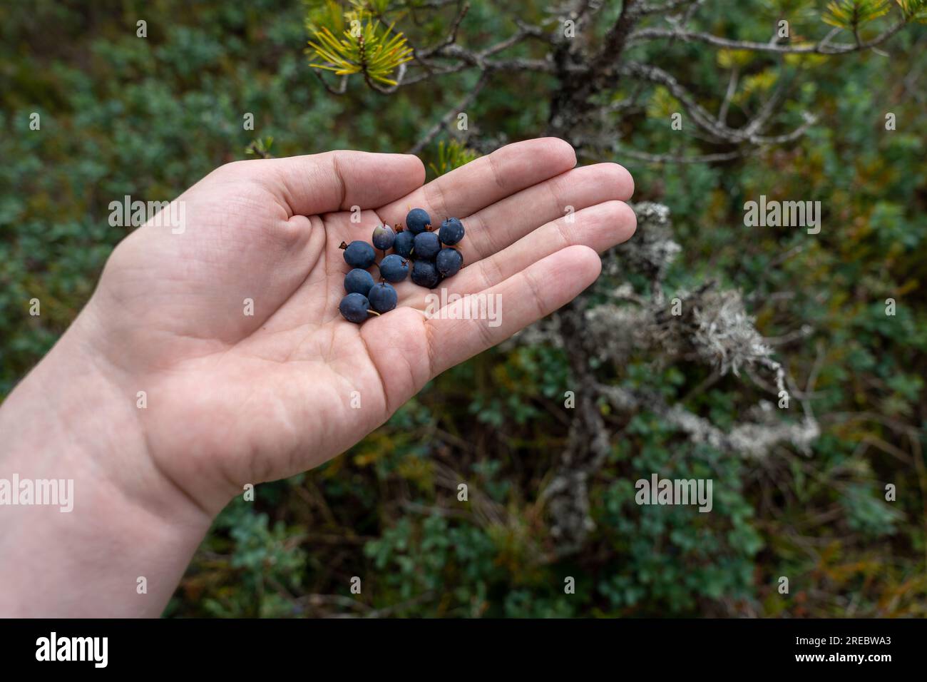Fresh wild blueberries in palm Stock Photo - Alamy