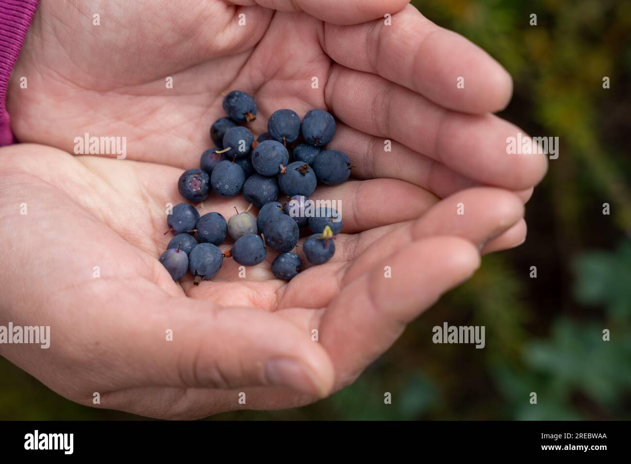 Fresh wild blueberries in palm Stock Photo - Alamy