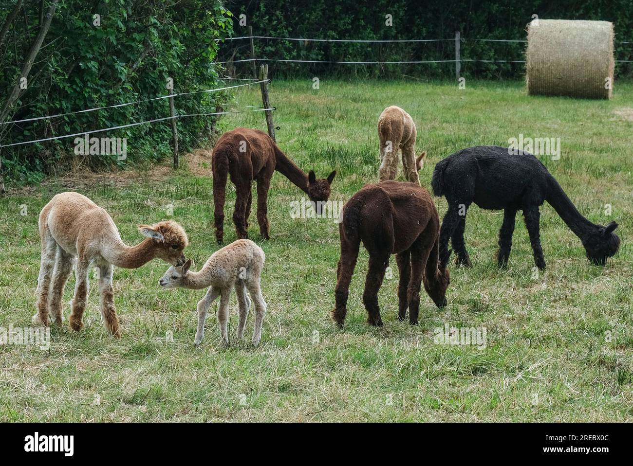 PRODUCTION - 22 July 2023, Brandenburg, Vielitzsee: Alpacas stand on ...