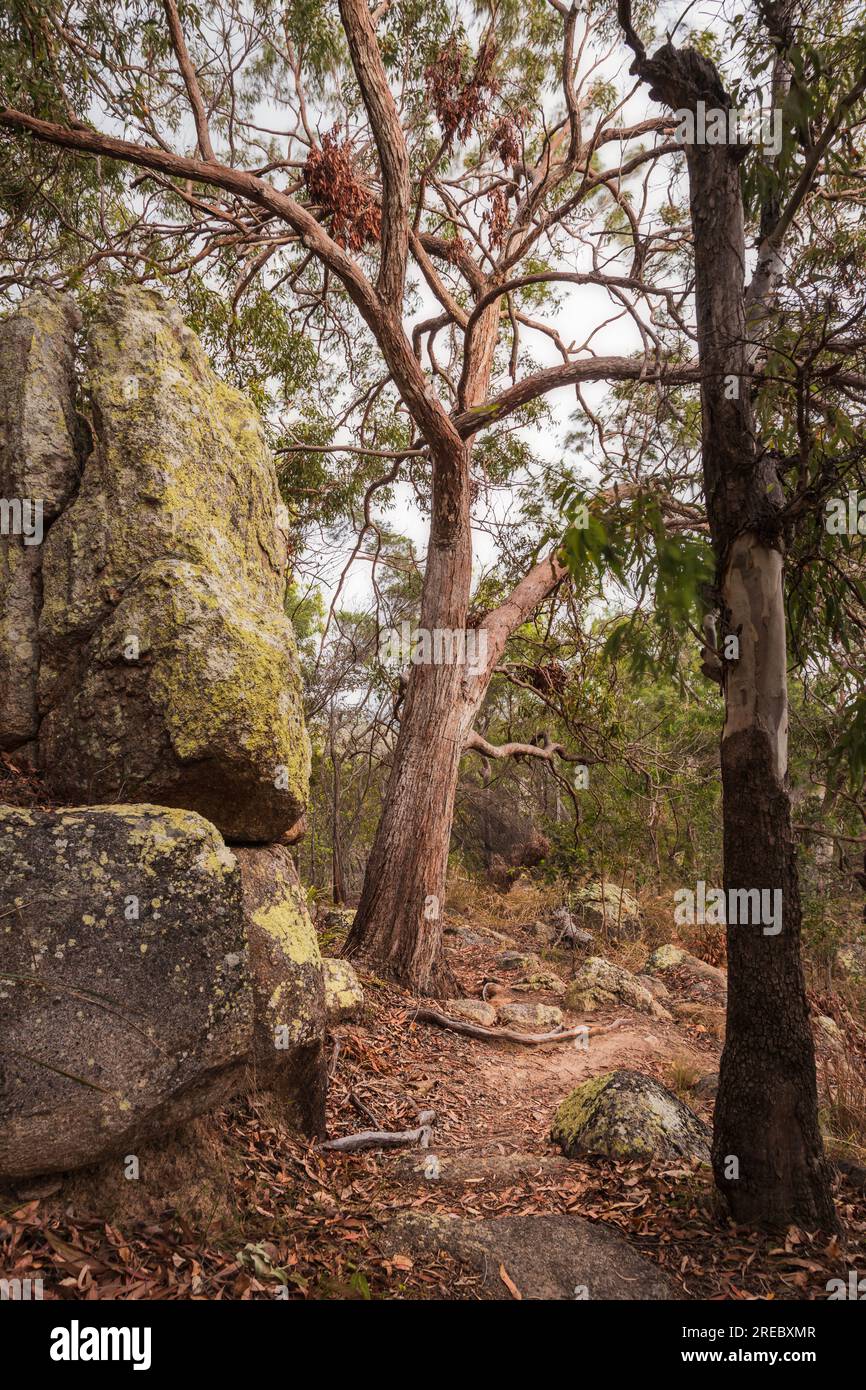 a large tree and rocks in a forest on magnetic island Stock Photo - Alamy