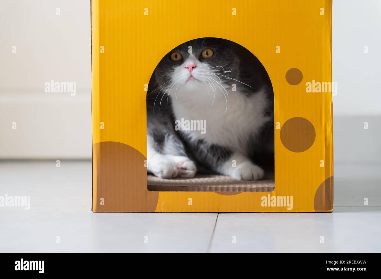 Cat inside a box hi-res stock photography and images - Alamy