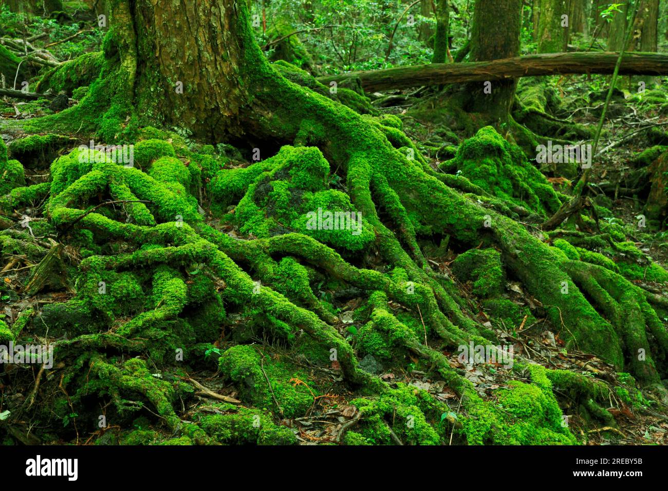 Aokigahara Sea of Trees Stock Photo - Alamy