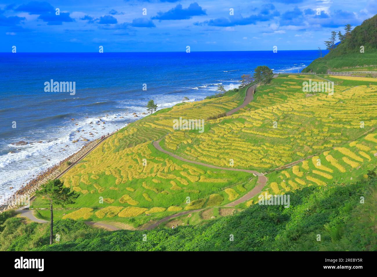 Autumn of white rice thousand Hirata Stock Photo - Alamy