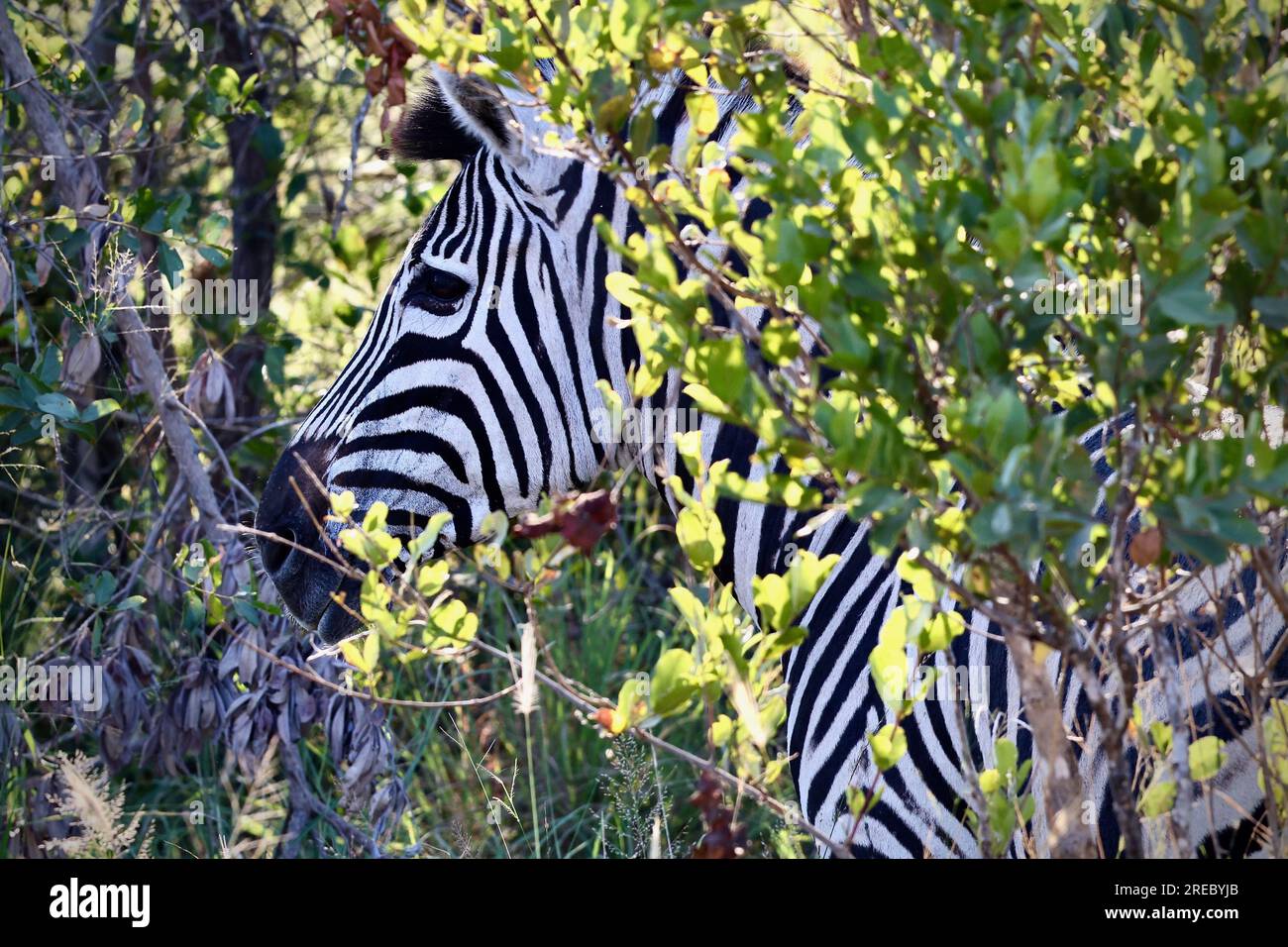 Hidden zebra hi-res stock photography and images - Alamy
