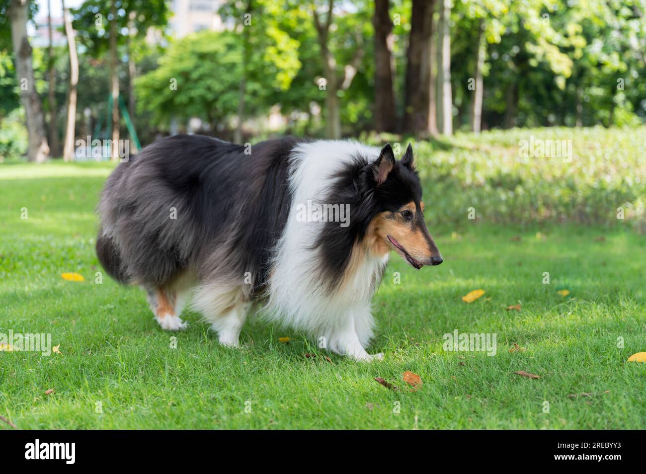 Scottish dog walks hi-res stock photography and images - Alamy