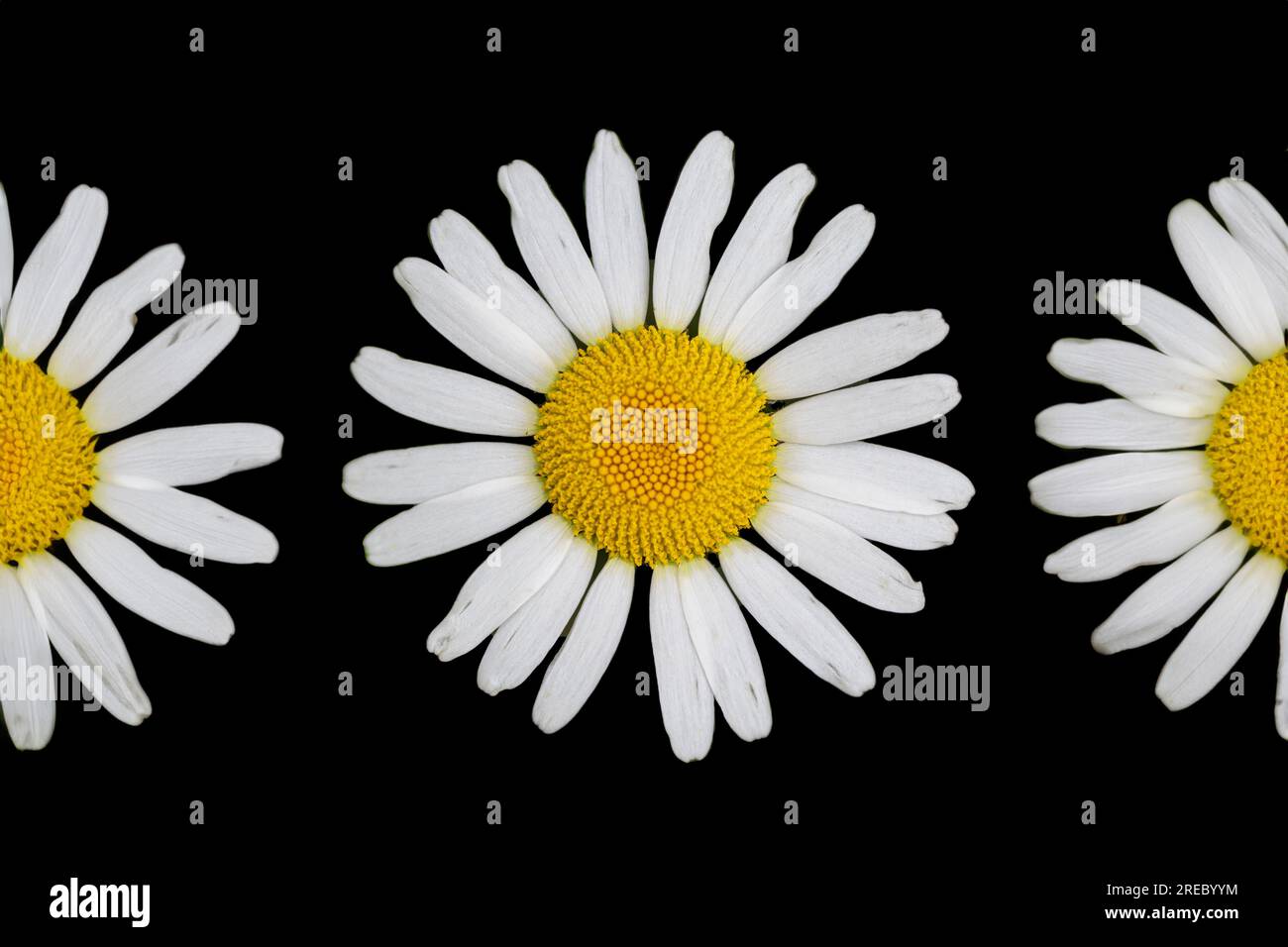 Single daisy image hi-res stock photography and images - Alamy