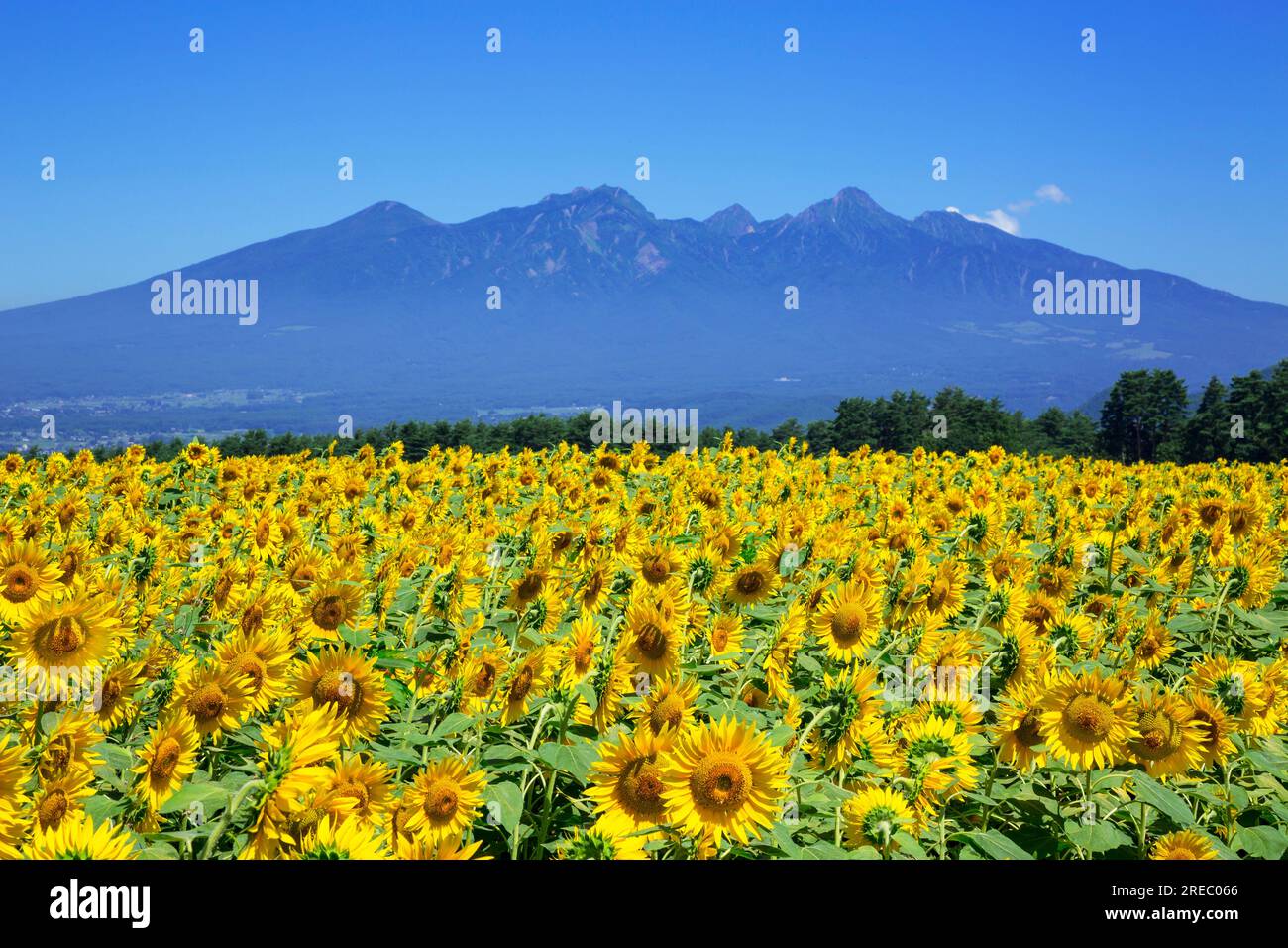 Akeno hi-res stock photography and images - Alamy