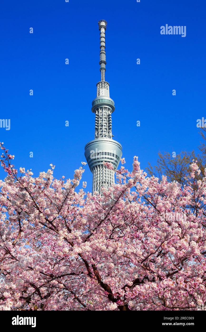 Tokyo Sky Tree Stock Photo - Alamy