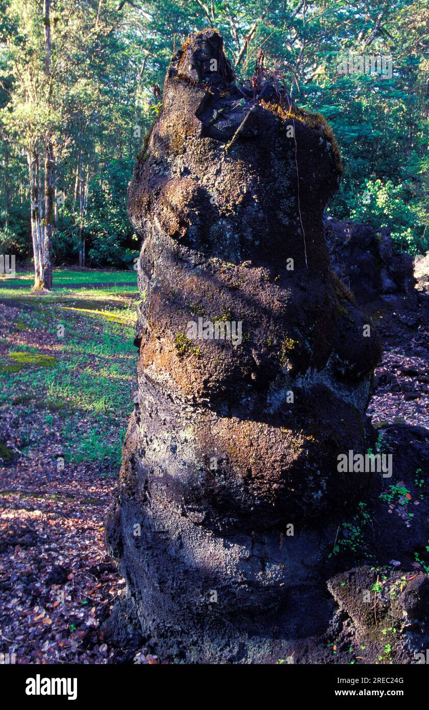 Lava Tree State Park: 12 foot oha tree molds left by 1790 Mauna Loa ...
