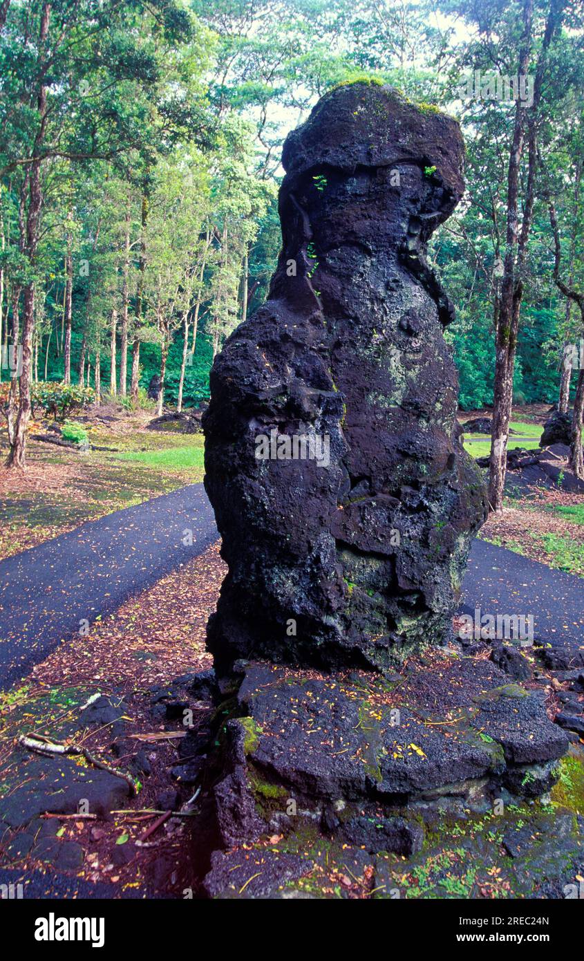 Lava Tree State Park: 12 foot oha tree molds left by 1790 Mauna Loa ...