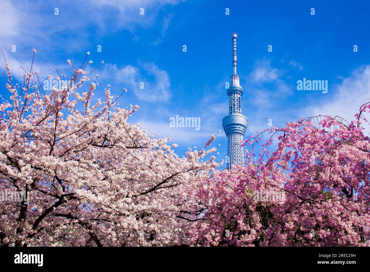 Weeping yoshino cherry tree hi-res stock photography and images - Alamy