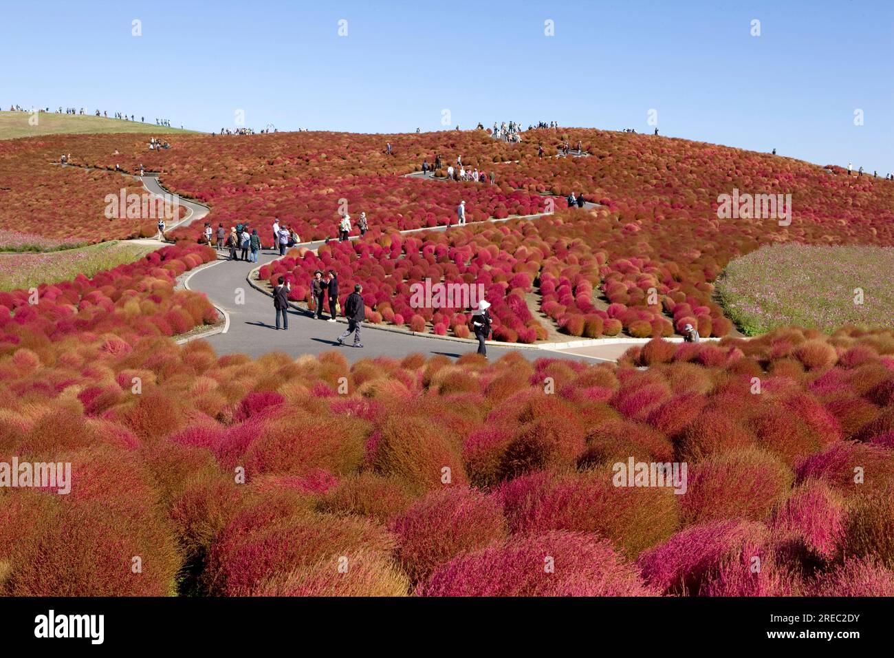 Hitachi seaside park and japan hi-res stock photography and images - Alamy