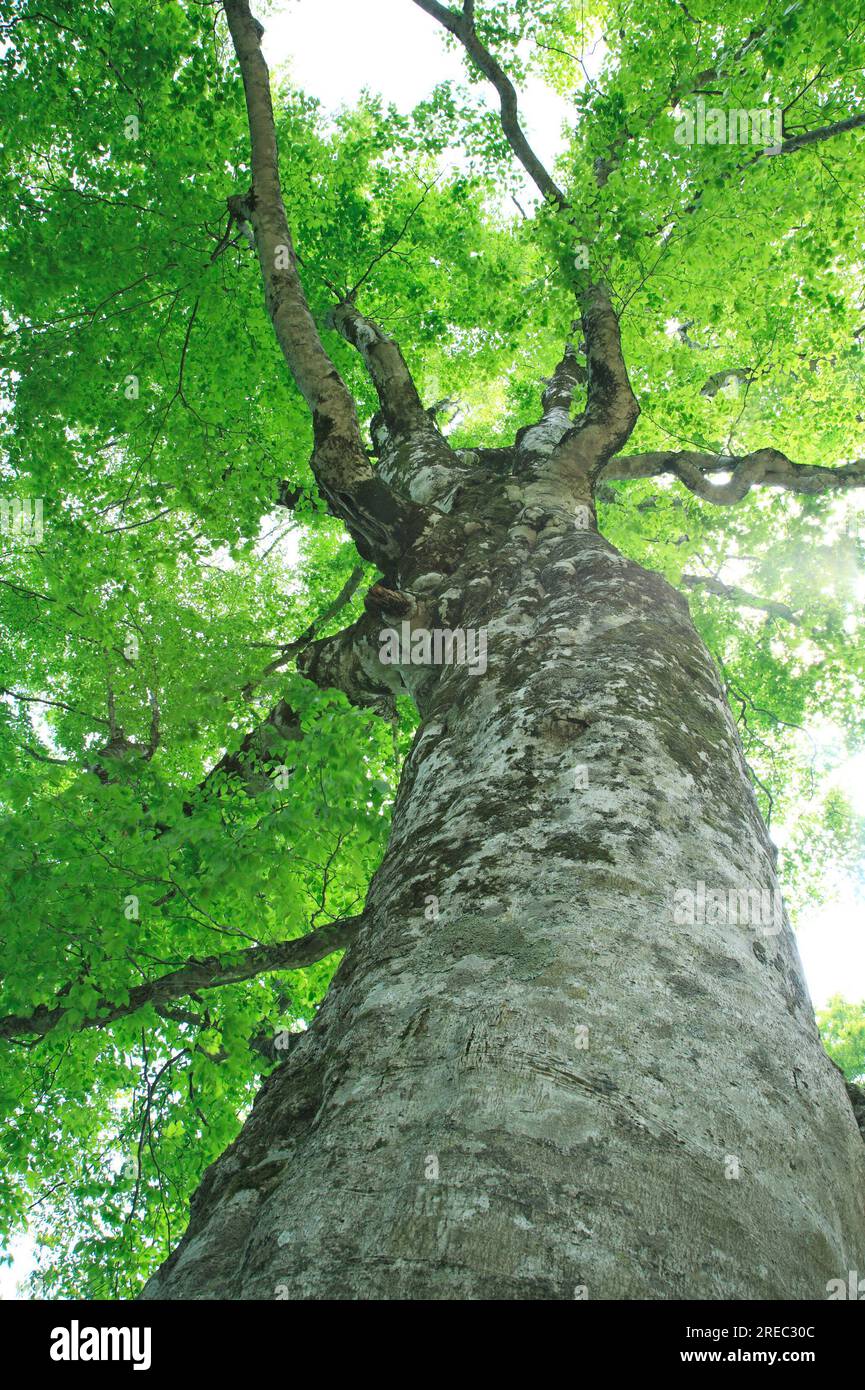 Mother tree shirakami sanchi nishimeya hi-res stock photography and ...