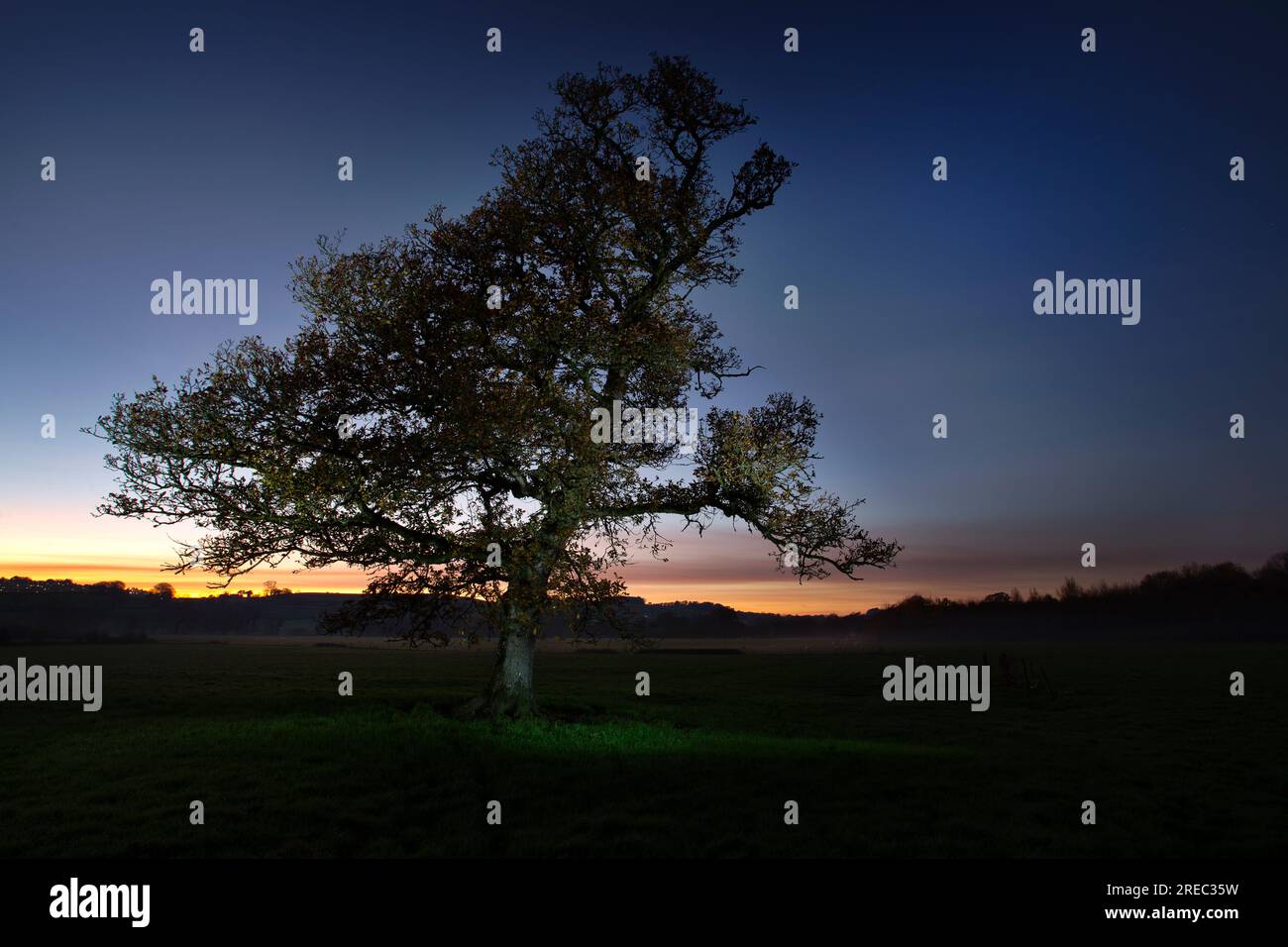 mature oak tree at dusk Stock Photo - Alamy
