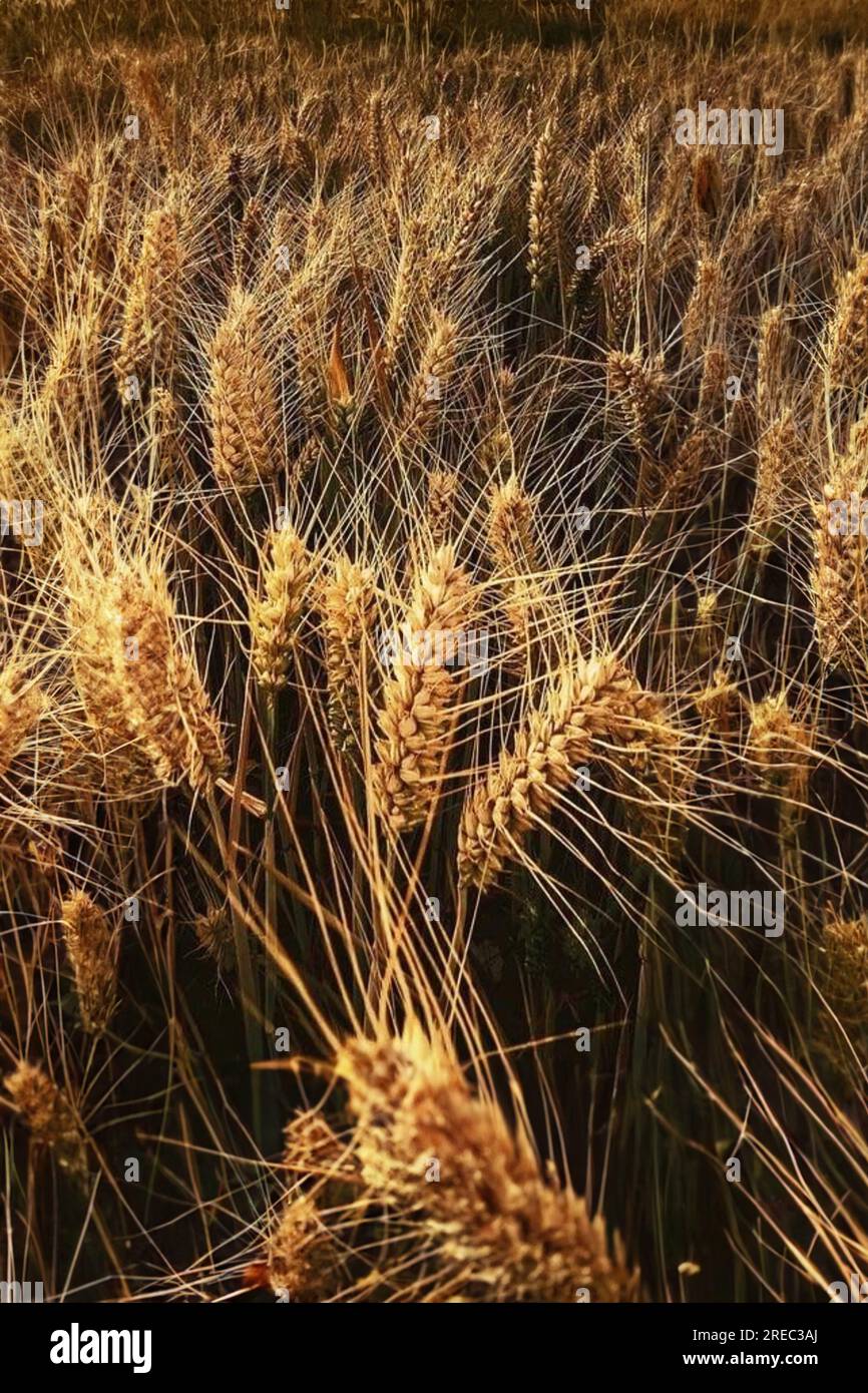 Wheat cereal field agriculture meadow hi-res stock photography and ...