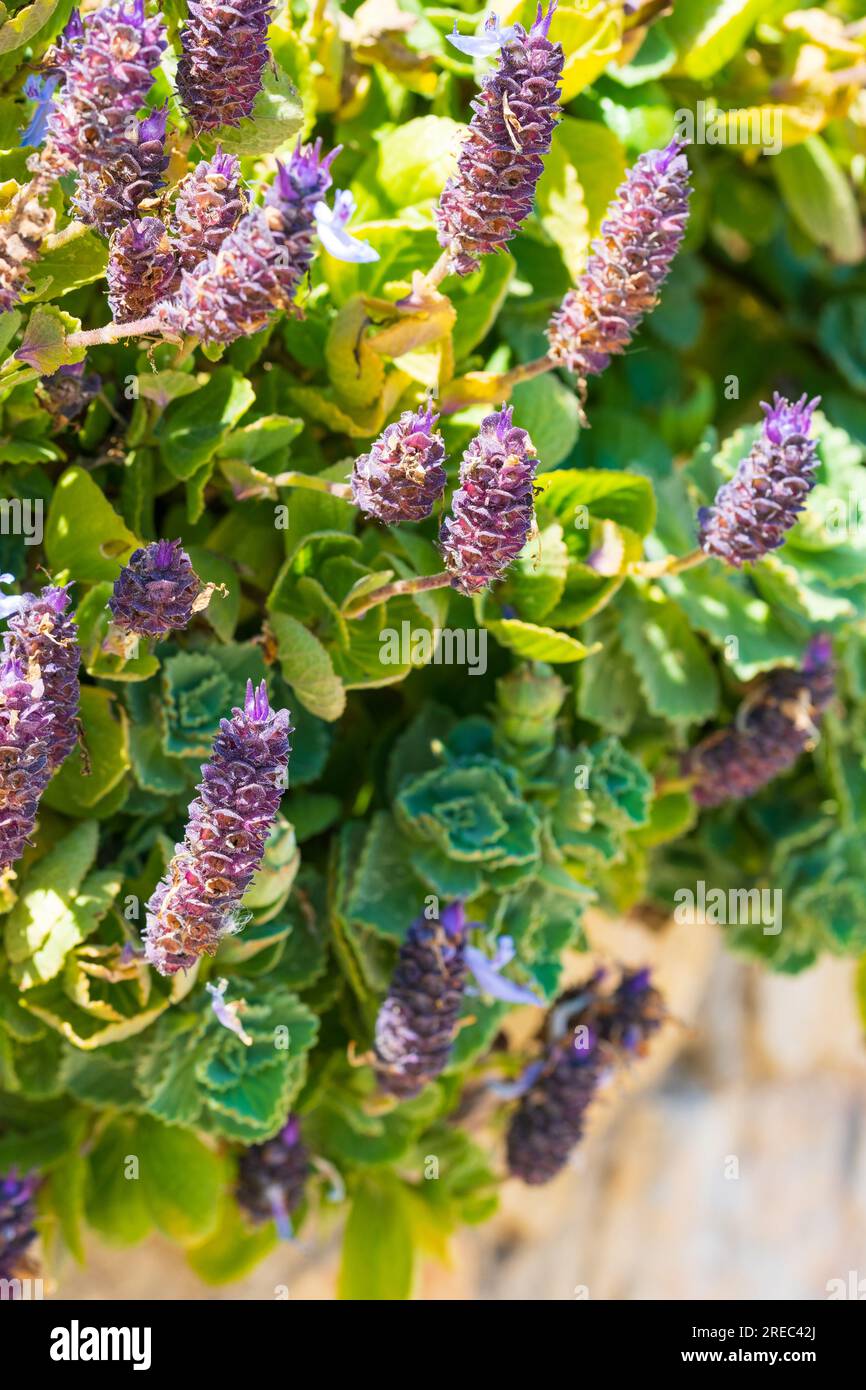 Plectranthus neochilus, also known as Lobster Bush. Flower of ...