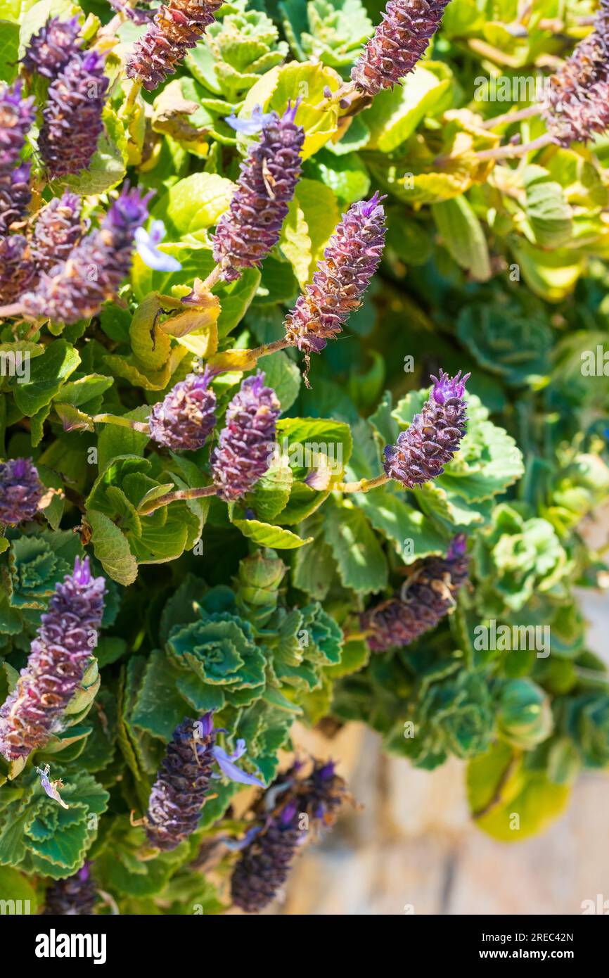 Plectranthus neochilus, also known as Lobster Bush. Flower of ...