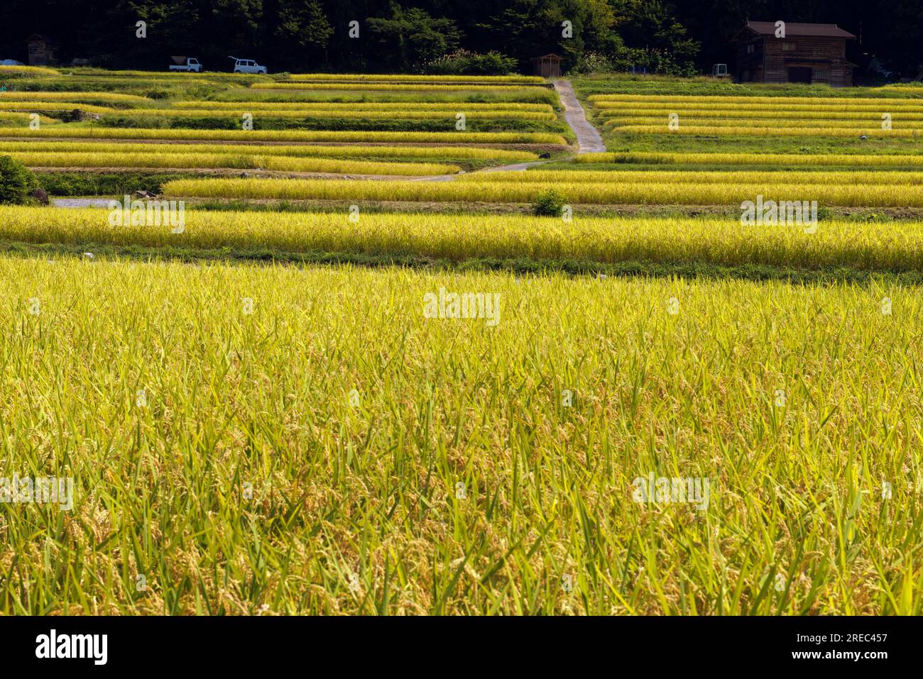 Inada hi-res stock photography and images - Alamy