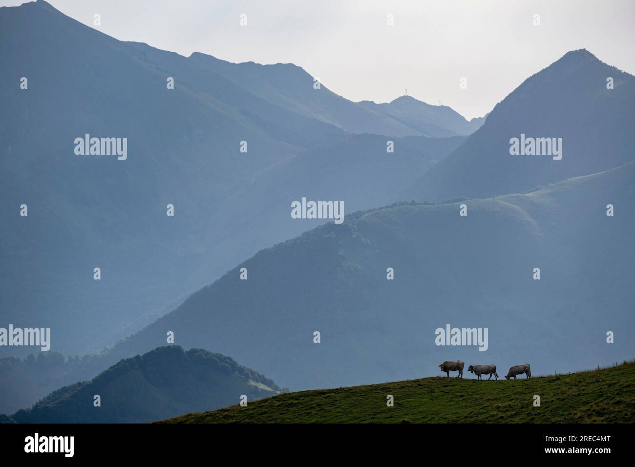 cows in Col Aubisque, Aquitaine, French Pyrenees, France Stock Photo ...