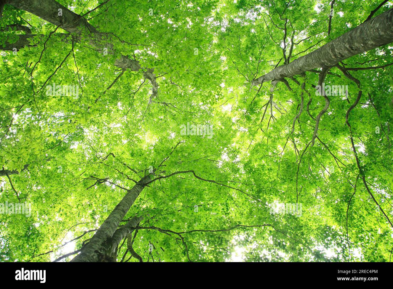 Canopy of broad hi-res stock photography and images - Alamy