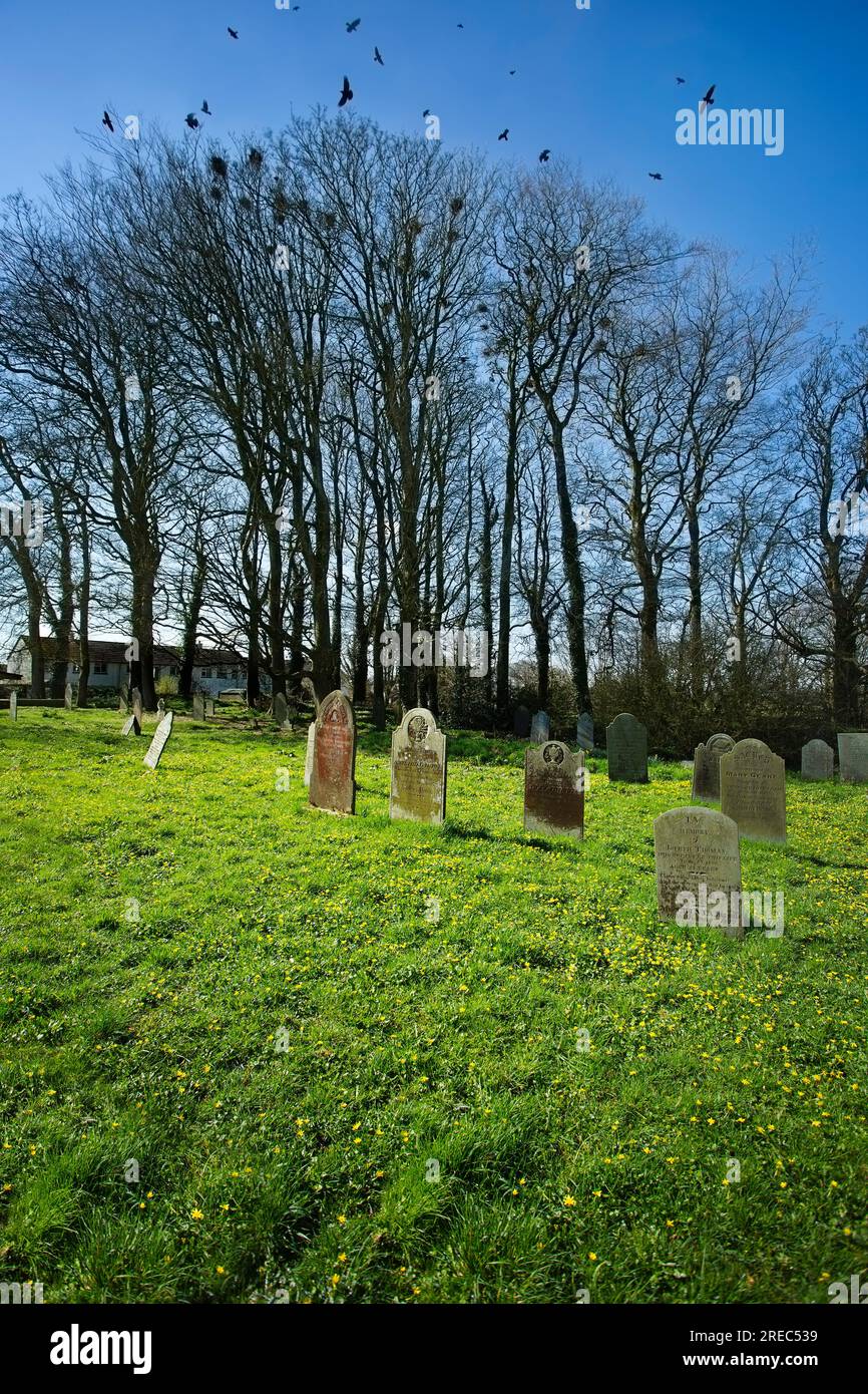 Rookery wood hi-res stock photography and images - Alamy