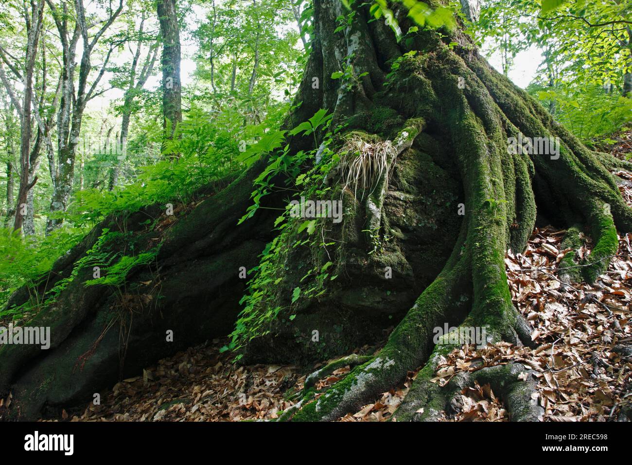 Dakedai nature observation training forest hi-res stock photography and ...