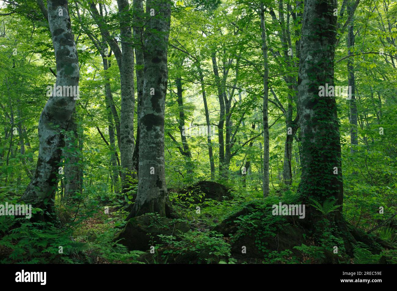Dakedai nature observation training forest hi-res stock photography and ...