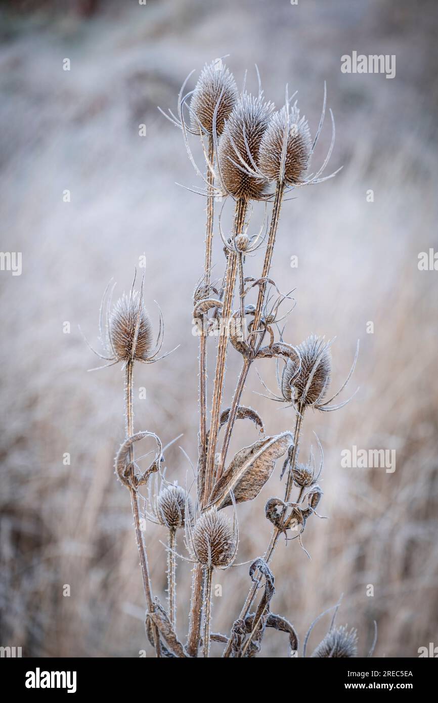 Palencia outline hi-res stock photography and images - Alamy