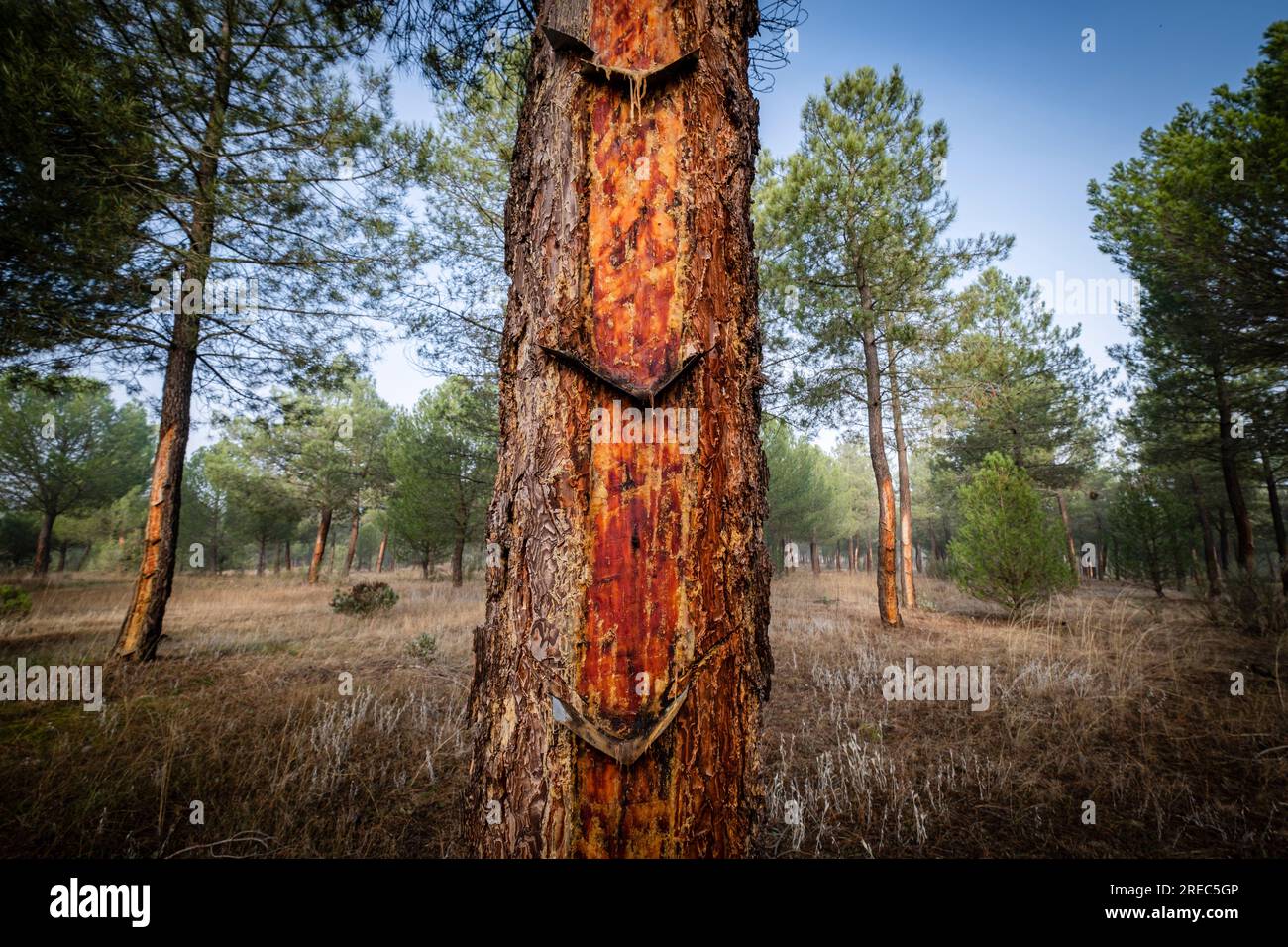 resin extraction in a Pinus pinaster forest, Montes de Coca, Segovia ...