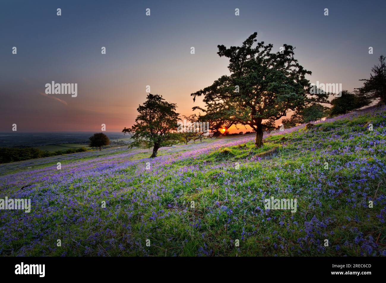 A landscape of bluebells on Dartmoor Devon, England, UK Stock Photo - Alamy