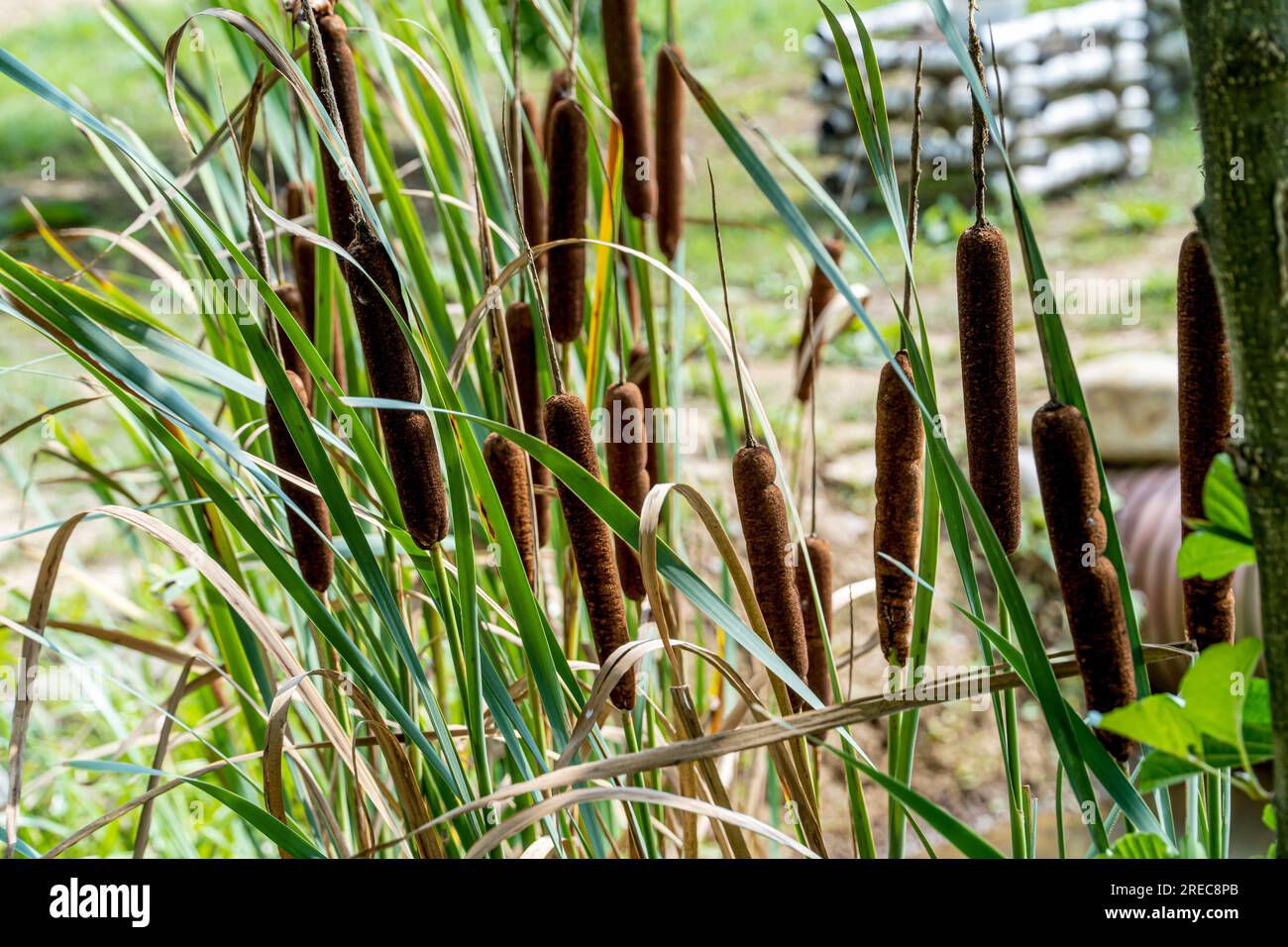 Unique shape flowers of Typha latifolia Stock Photo - Alamy