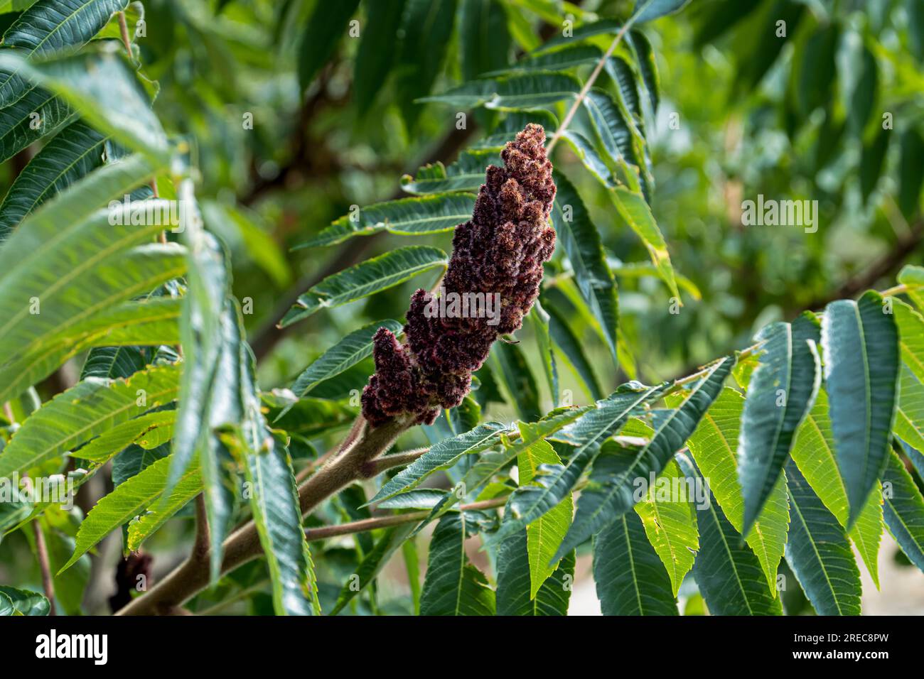 Staghorn sumac bird hi-res stock photography and images - Alamy