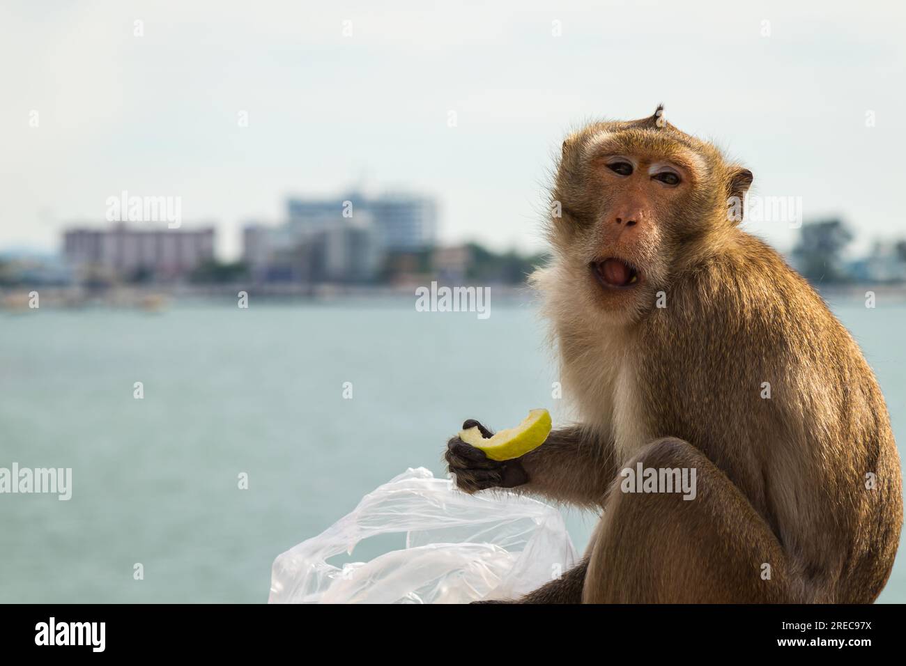 Monkey eat guava in plastic bag from garbage Stock Photo - Alamy