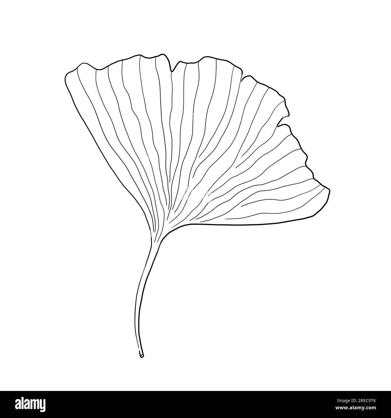 Ginkgo leaf doodle drawing sketch. Japanese ginkgo biloba vector Stock ...