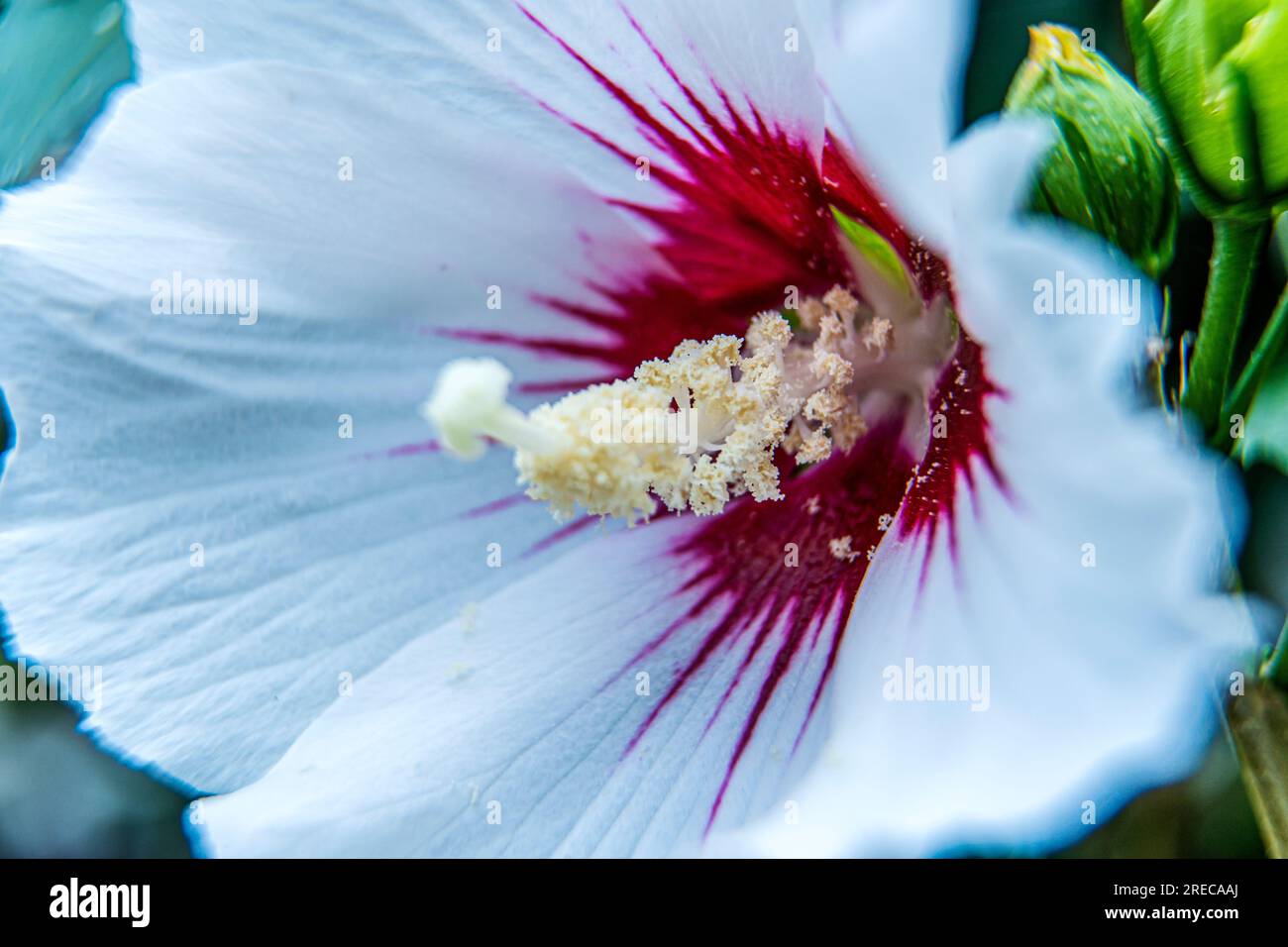 White flowers of Hibiscus grandiflorus, the swamp rosemallow. Close-up ...