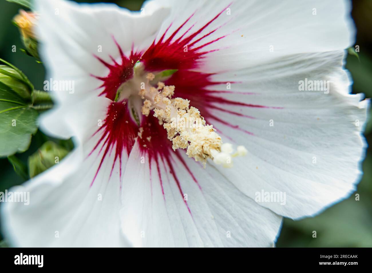 White flowers of Hibiscus grandiflorus, the swamp rosemallow. Close-up ...