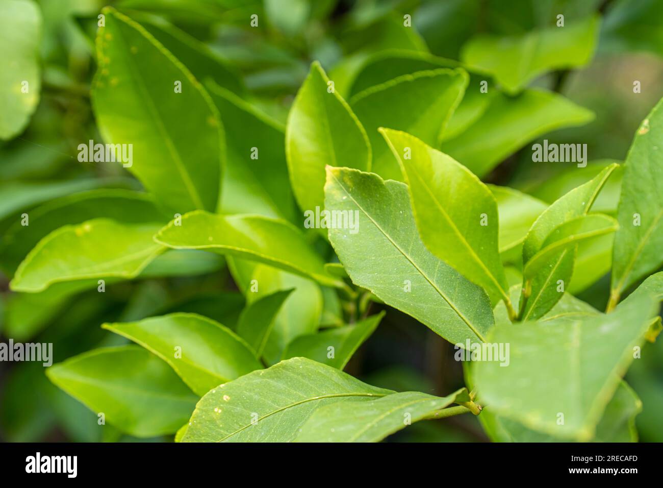 Lemon tree leaves. green lemon leaves Stock Photo - Alamy