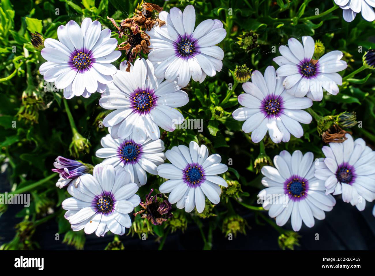Flowers of Symphyotrichum novae-angliae, Commonly known as New England ...