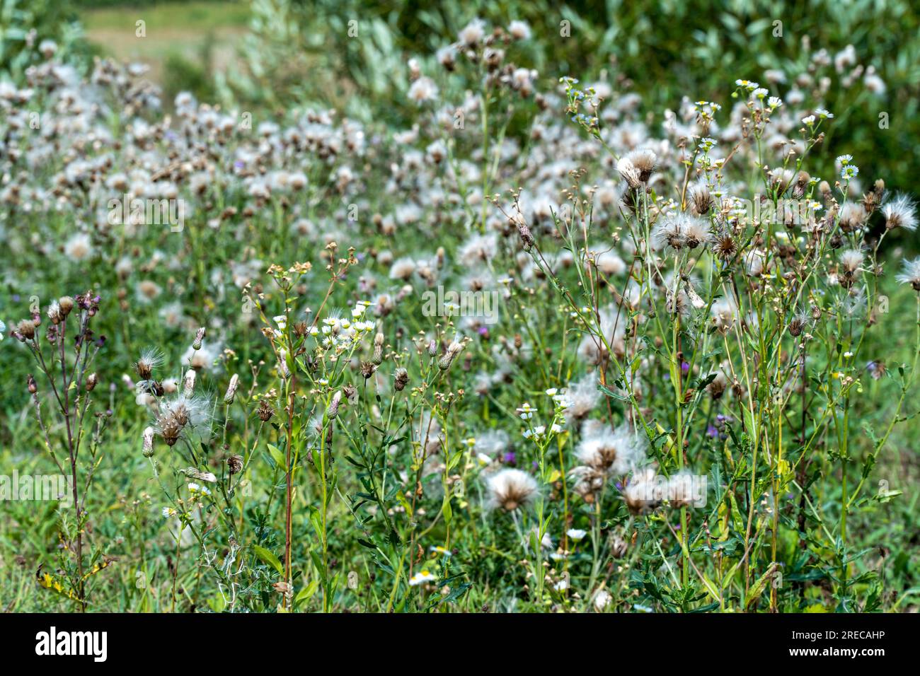 Authentic creative landscape lilac wildflowers with white fluffy seeds ...