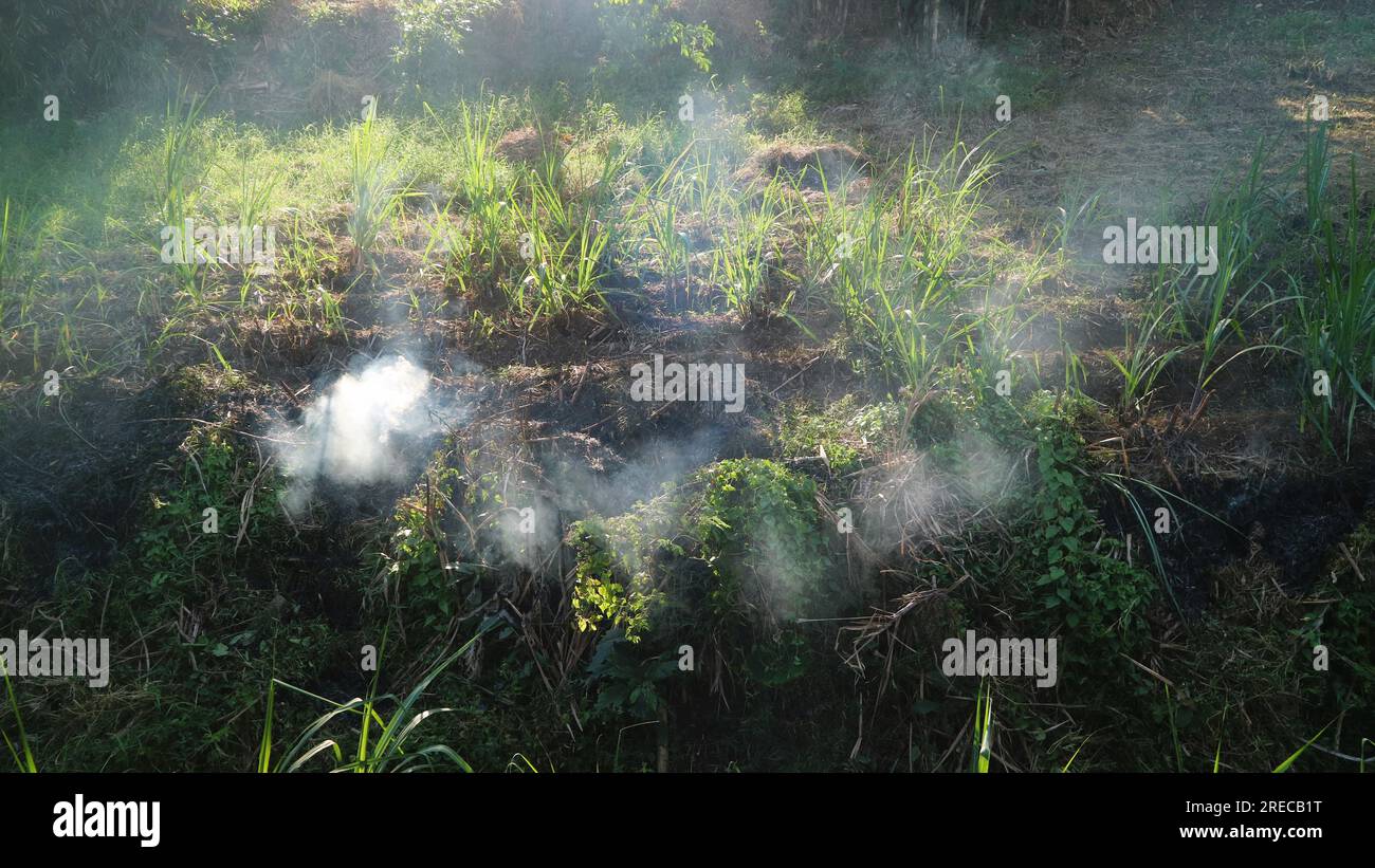 Burning after harvesting at the field, smoky fields Stock Photo - Alamy