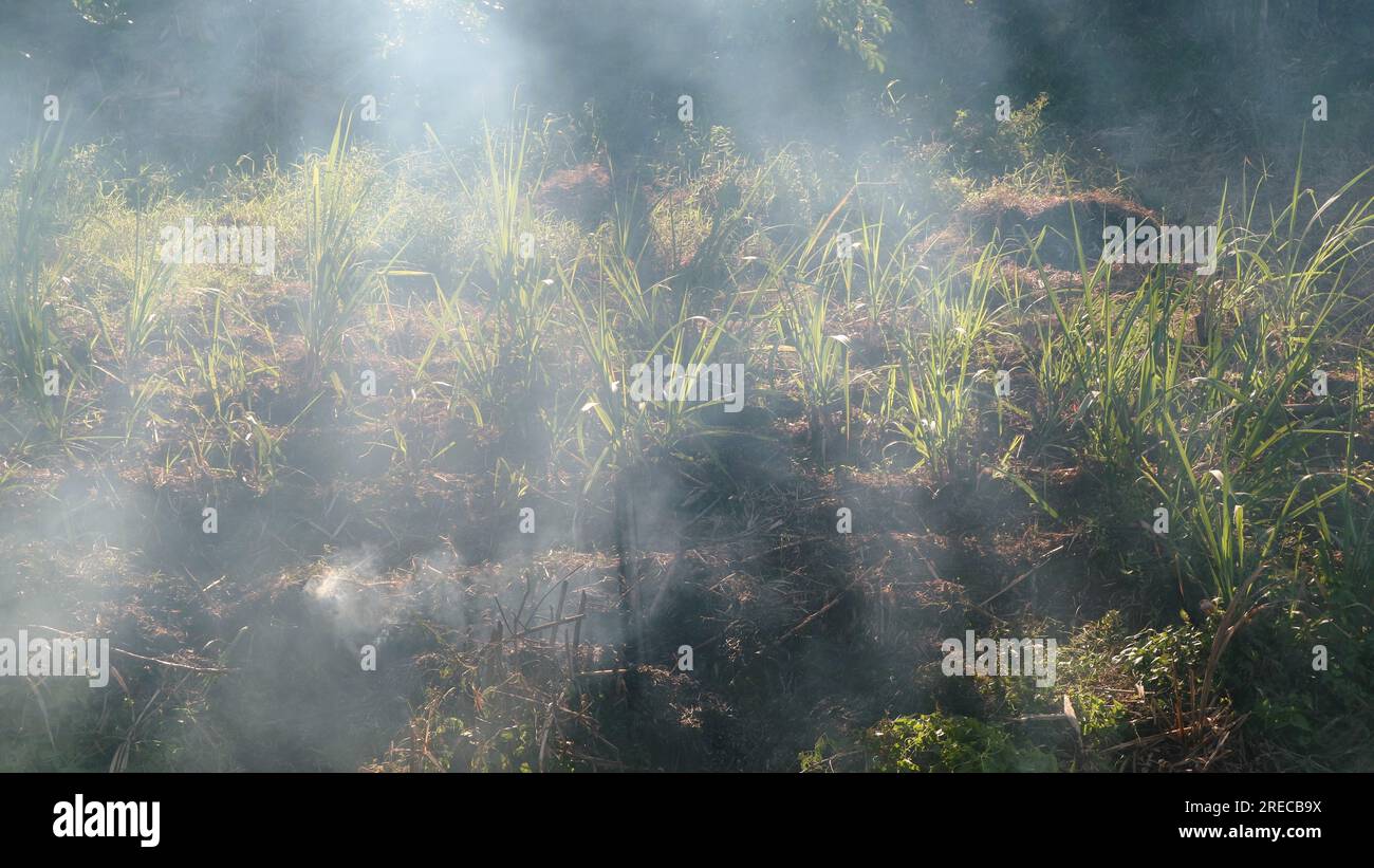 Aerial view burning wheat field hi-res stock photography and images - Alamy
