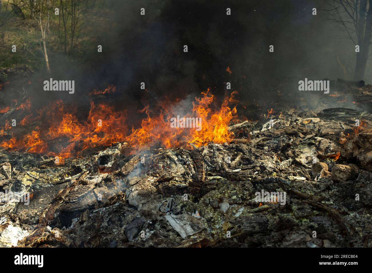 Fire in forest. Ignition of grass. Fire and smoke. Damage to ...